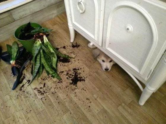 Dogs Trying to Hide | Funny Dog Hiding Pictures