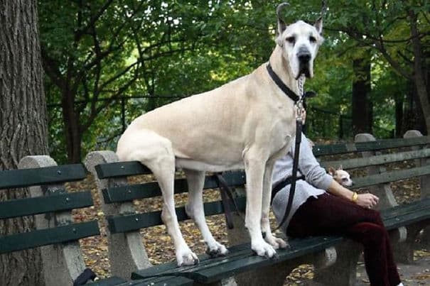 Big Dogs Who Think They Are Small | Huge Dog in Small Spaces