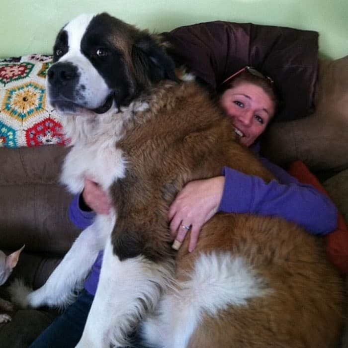 Big Dogs Who Think They Are Small | Huge Dog in Small Spaces