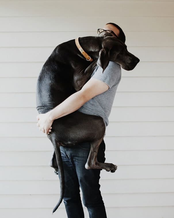 Big Dogs Who Think They Are Small | Huge Dog in Small Spaces
