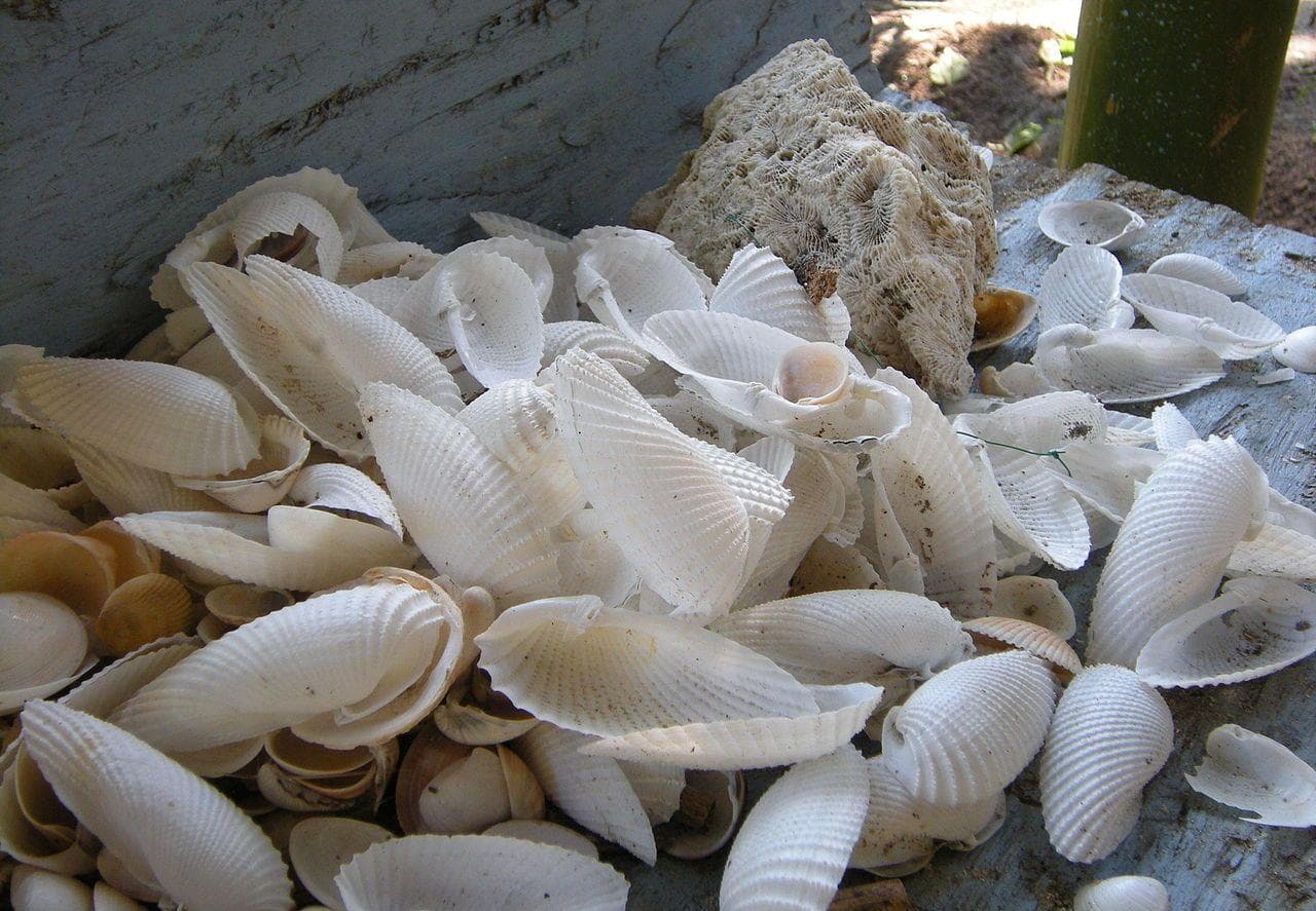 History of Shaving | How People Used to Shave Without Razors