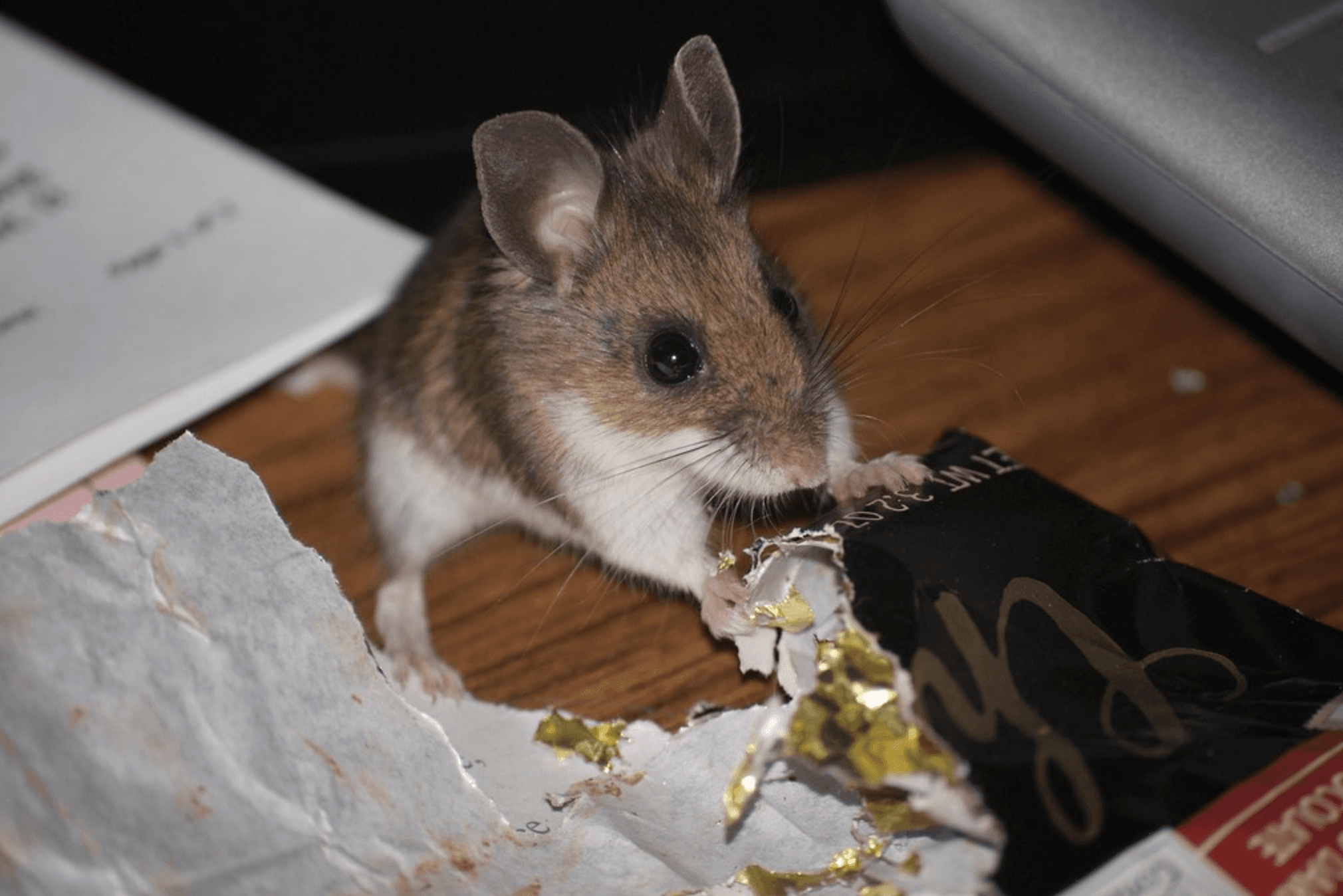 Weird Animal Facts That Will Make You Sad | Cool Things About Animals