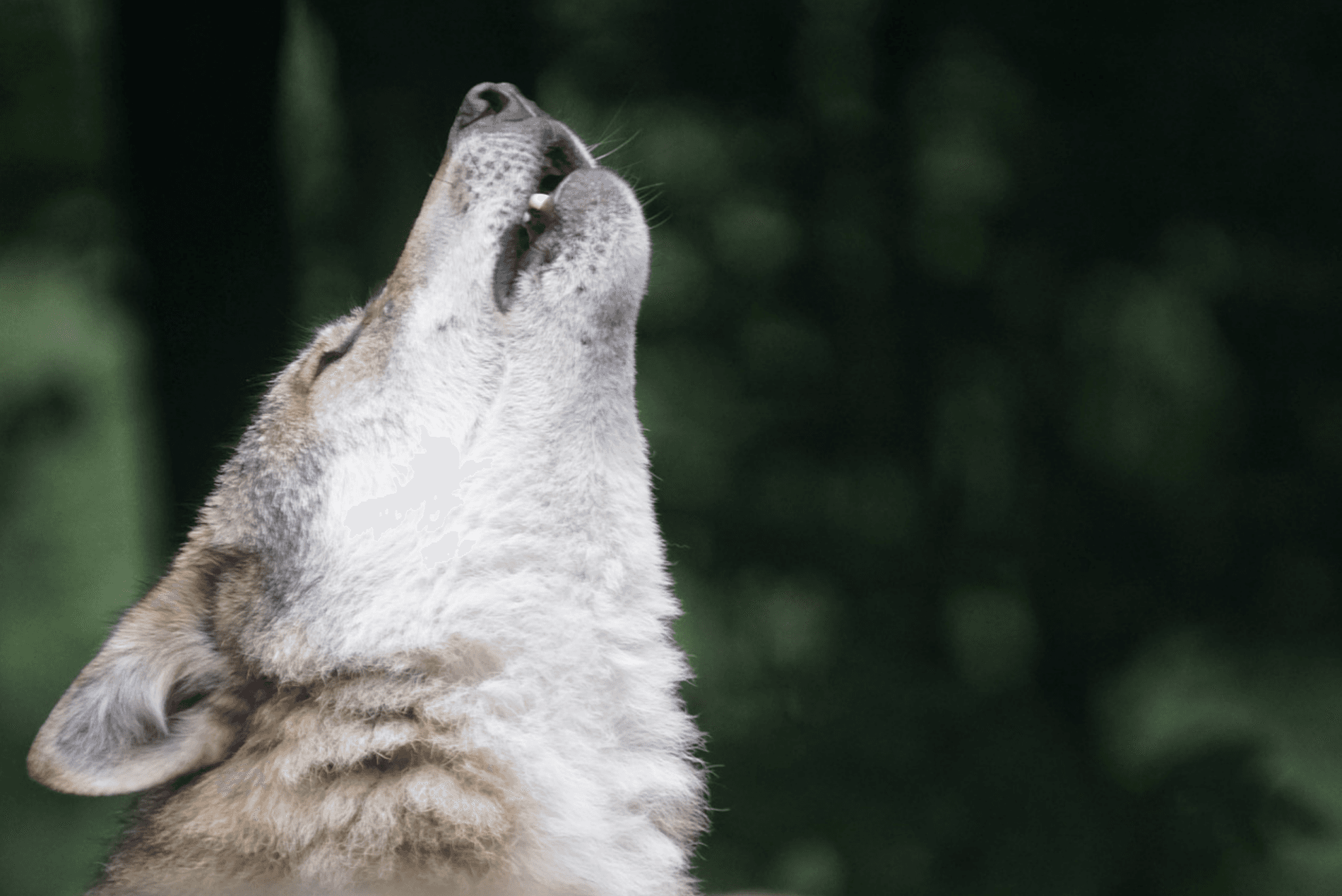 Weird Animal Facts That Will Make You Sad | Cool Things About Animals