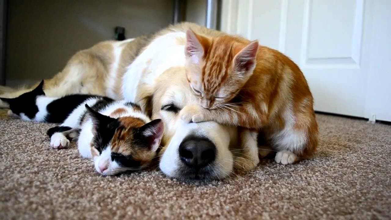 Pet Cuddle Puddle Photos | Cute Animals Cuddling (Page 2)
