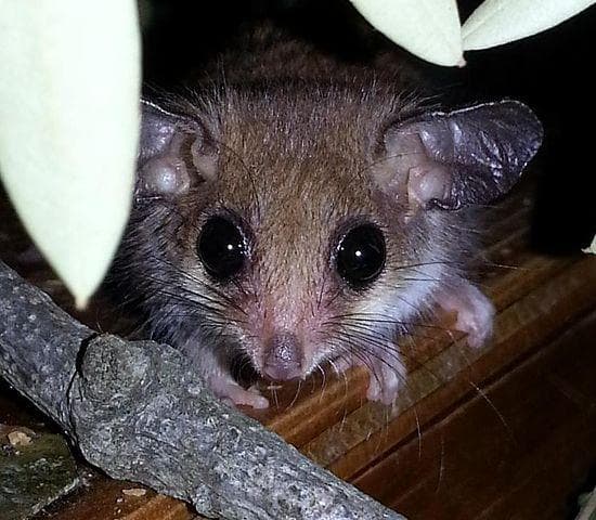 Tiny Animal Pictures | Cute Small Creatures