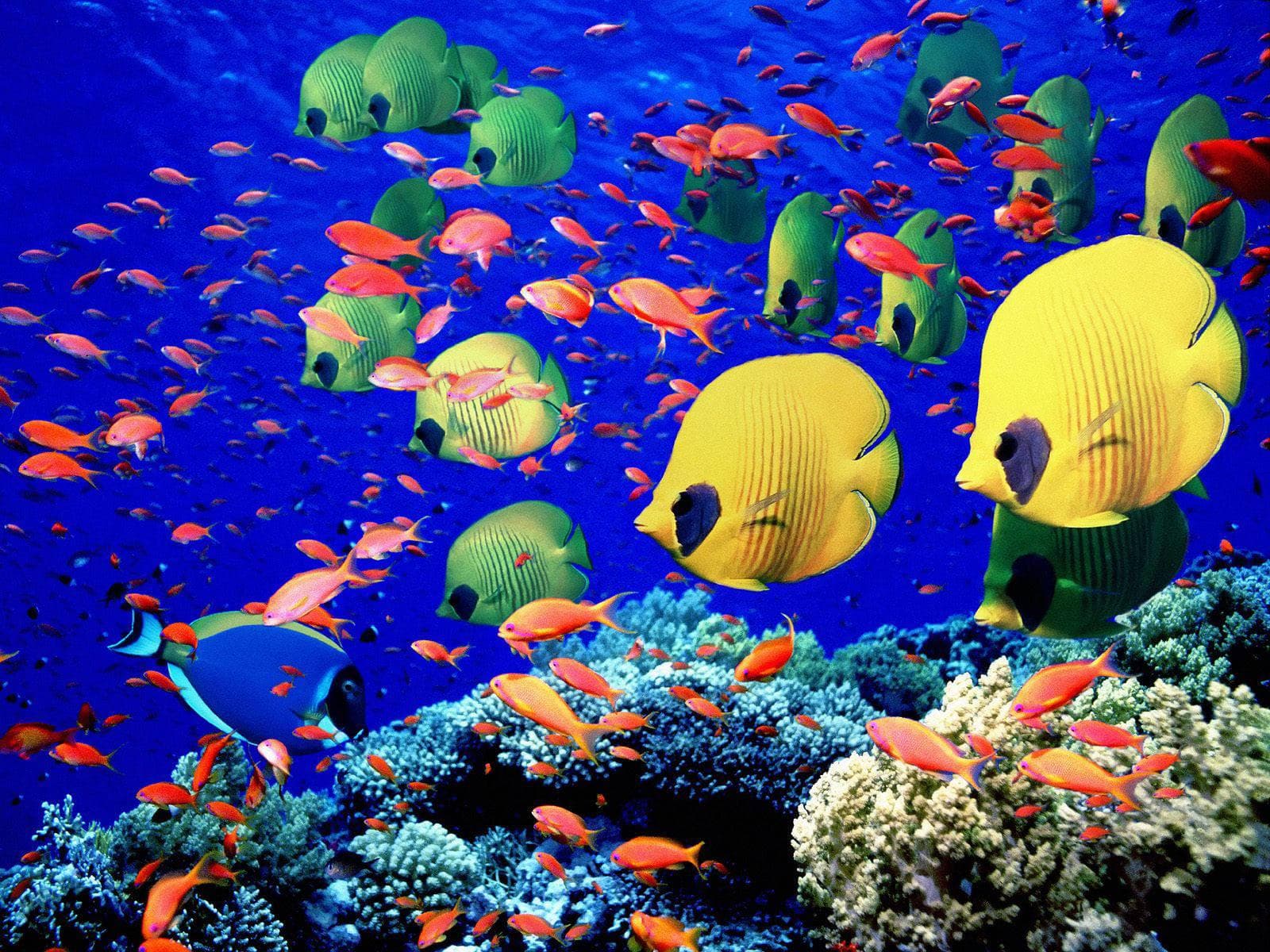 Coral Reef Pictures | Ocean Coral & Coral Reefs