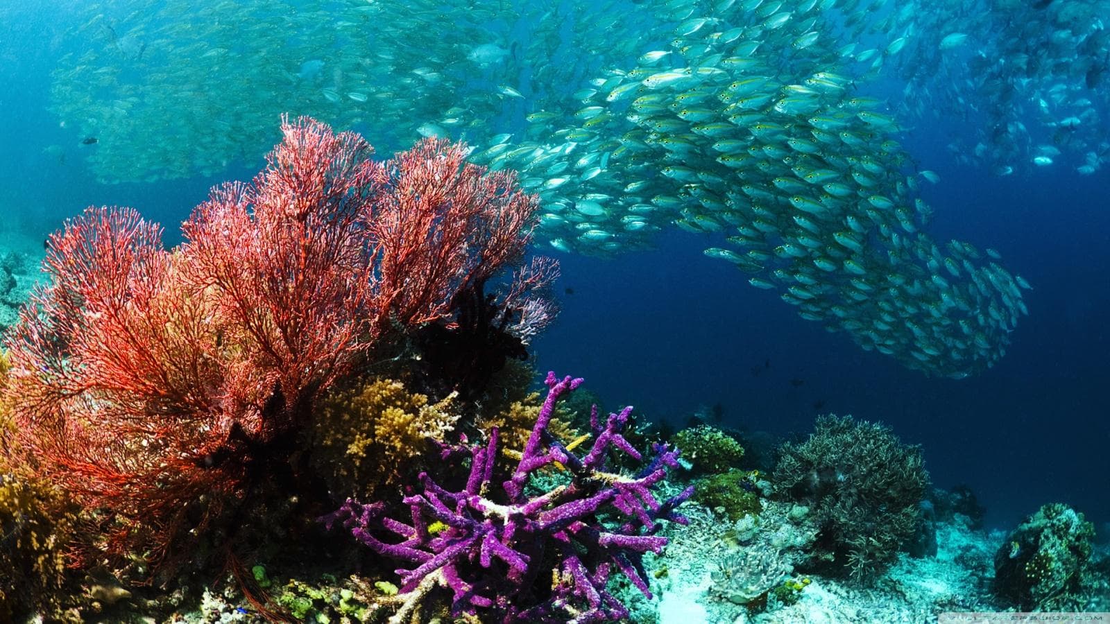 Coral Reef Pictures | Ocean Coral & Coral Reefs