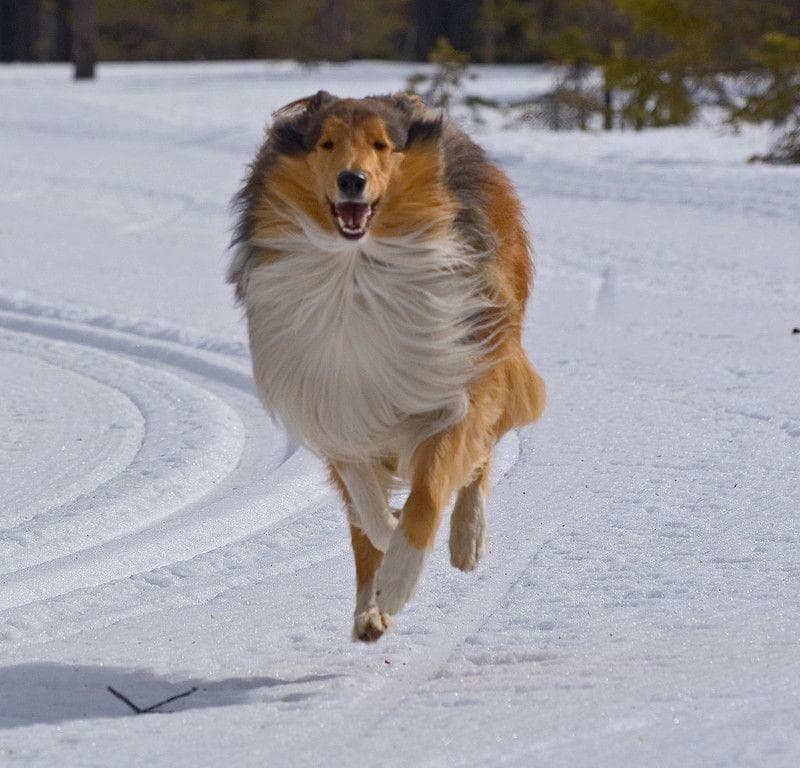 Pictures of Wild Animals | Animals in Motion