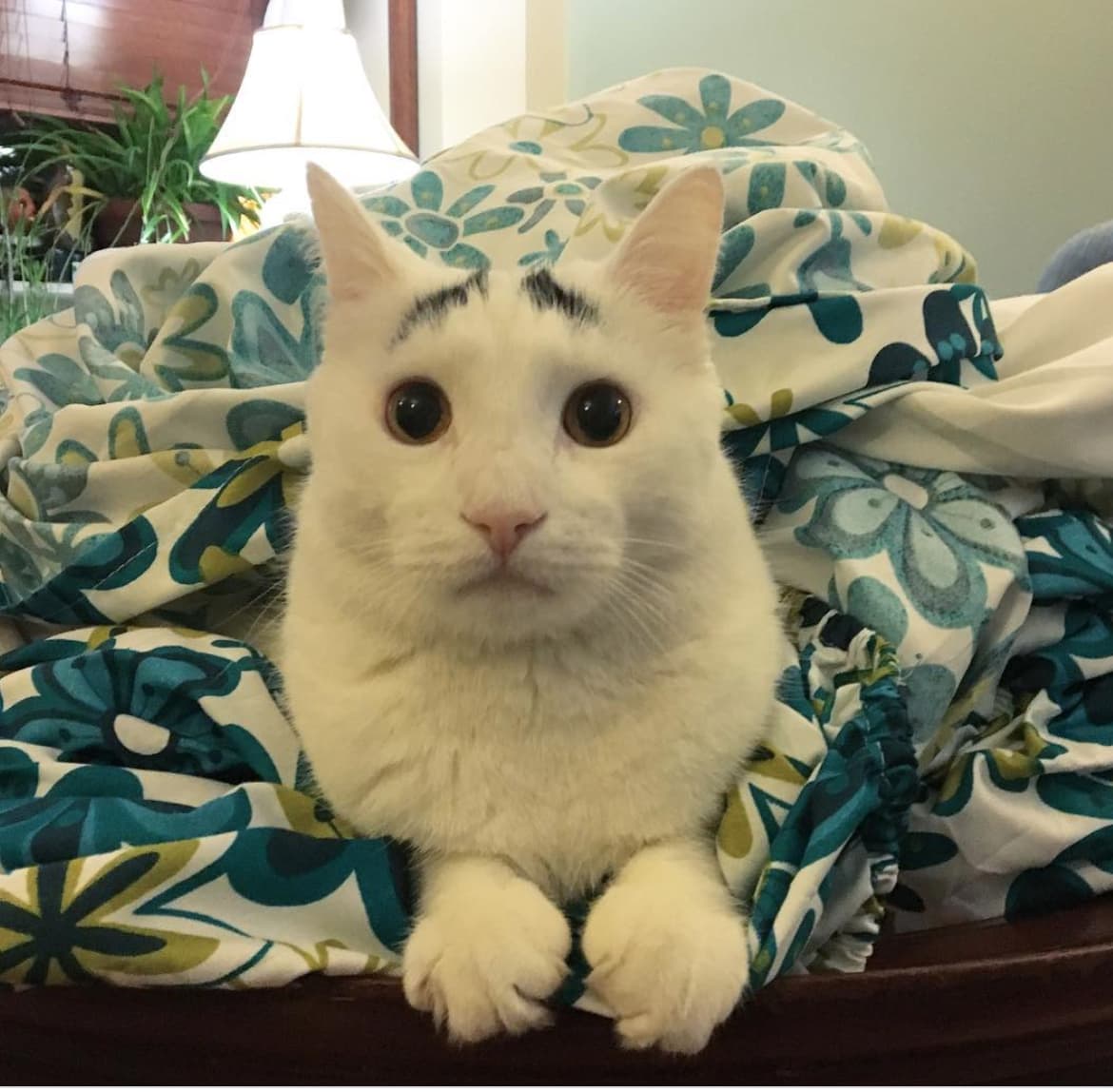 Cat Fur Patterns | Pictures of Cats with Cool Fur