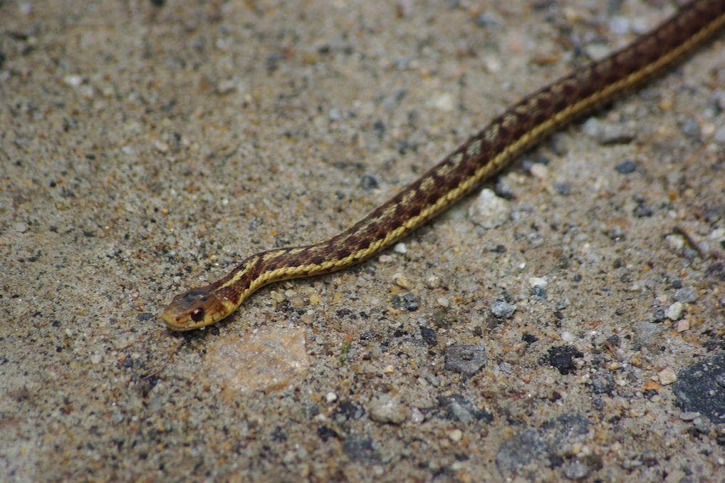 Bug Infestations | List of Worst Insect Invasions Ever