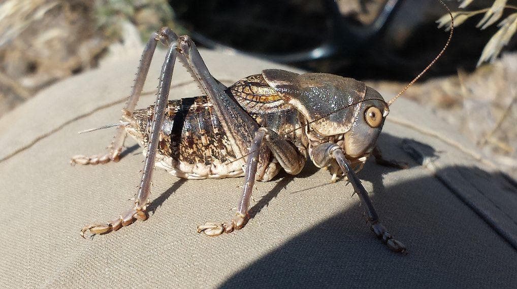 Bug Infestations | List of Worst Insect Invasions Ever