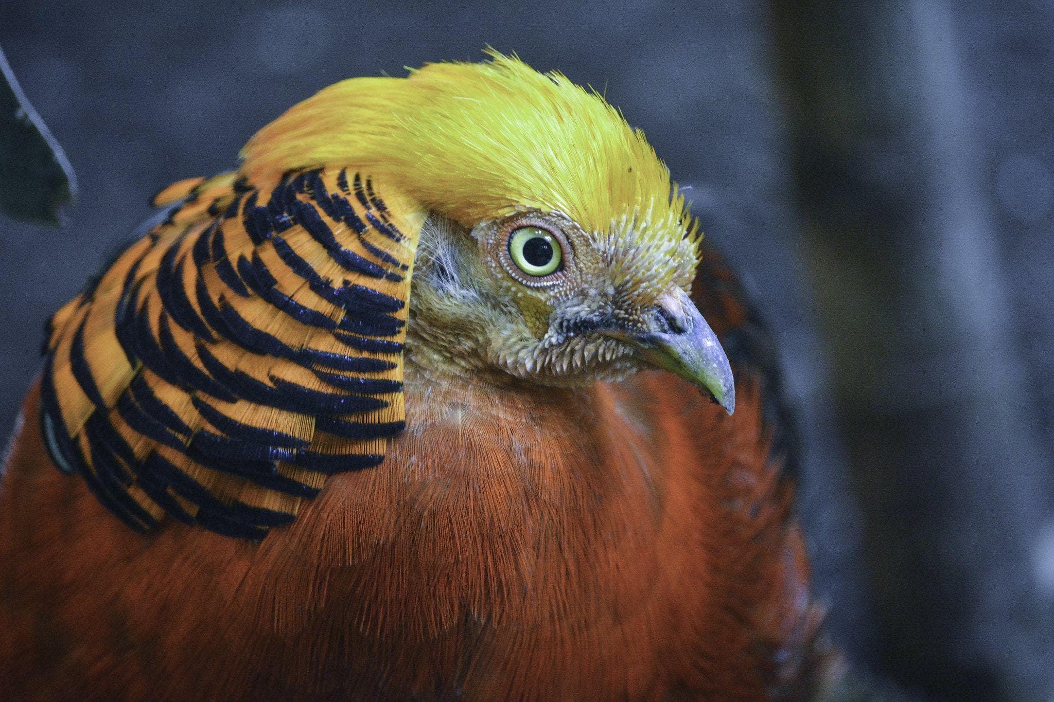22 Animals That Are so Colorful They Look Photoshopped