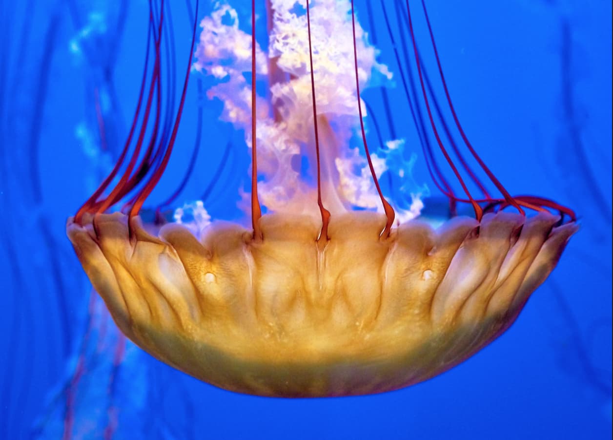 Jellyfish Facts, Interesting Trivia About Jellyfish