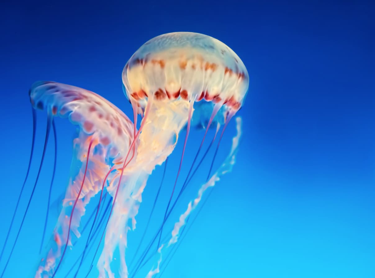 Jellyfish Facts, Interesting Trivia About Jellyfish
