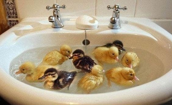31 Adorable Photos of Cute Animals Taking Baths