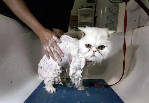 31 Adorable Photos of Cute Animals Taking Baths