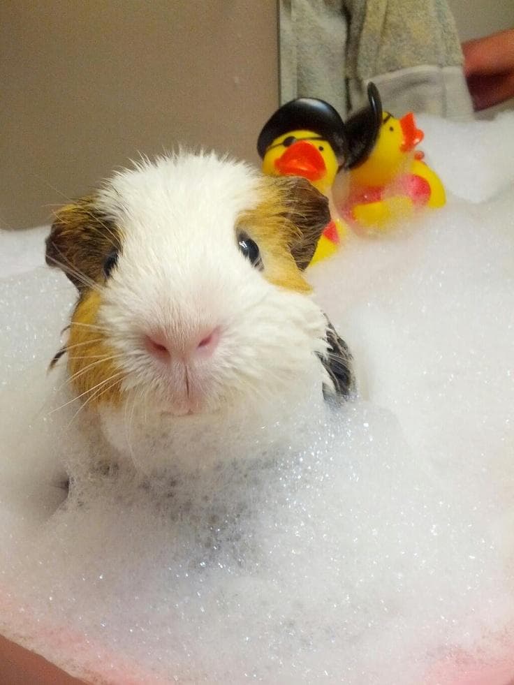 31 Adorable Photos of Cute Animals Taking Baths