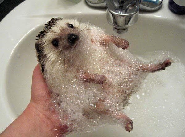 31 Adorable Photos of Cute Animals Taking Baths