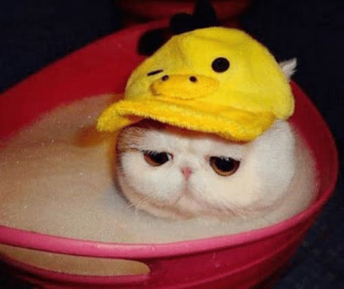 31 Adorable Photos of Cute Animals Taking Baths