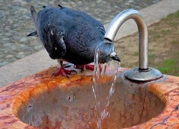 31 Adorable Photos of Cute Animals Taking Baths
