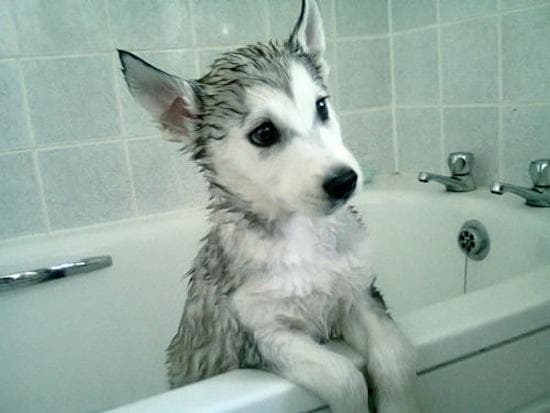 31 Adorable Photos of Cute Animals Taking Baths