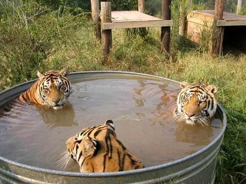 Animals Taking Baths