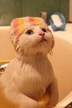 31 Adorable Photos of Cute Animals Taking Baths