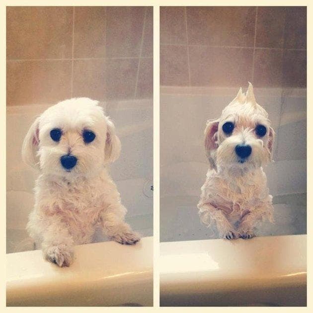 31 Adorable Photos of Cute Animals Taking Baths