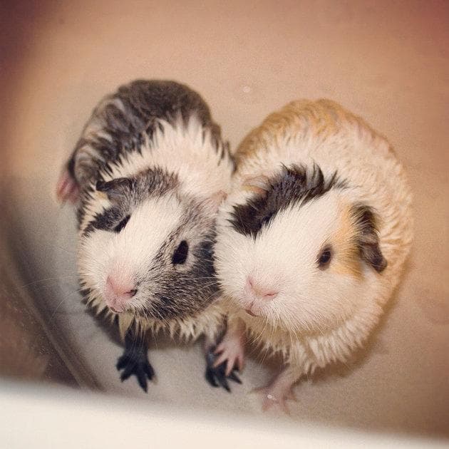 31 Adorable Photos of Cute Animals Taking Baths
