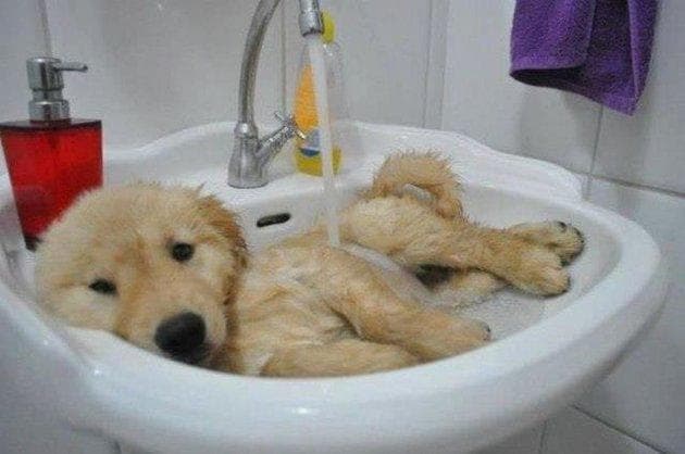 31 Adorable Photos of Cute Animals Taking Baths