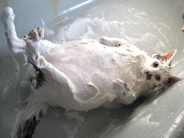 31 Adorable Photos of Cute Animals Taking Baths