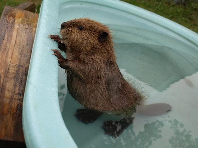 31 Adorable Photos of Cute Animals Taking Baths