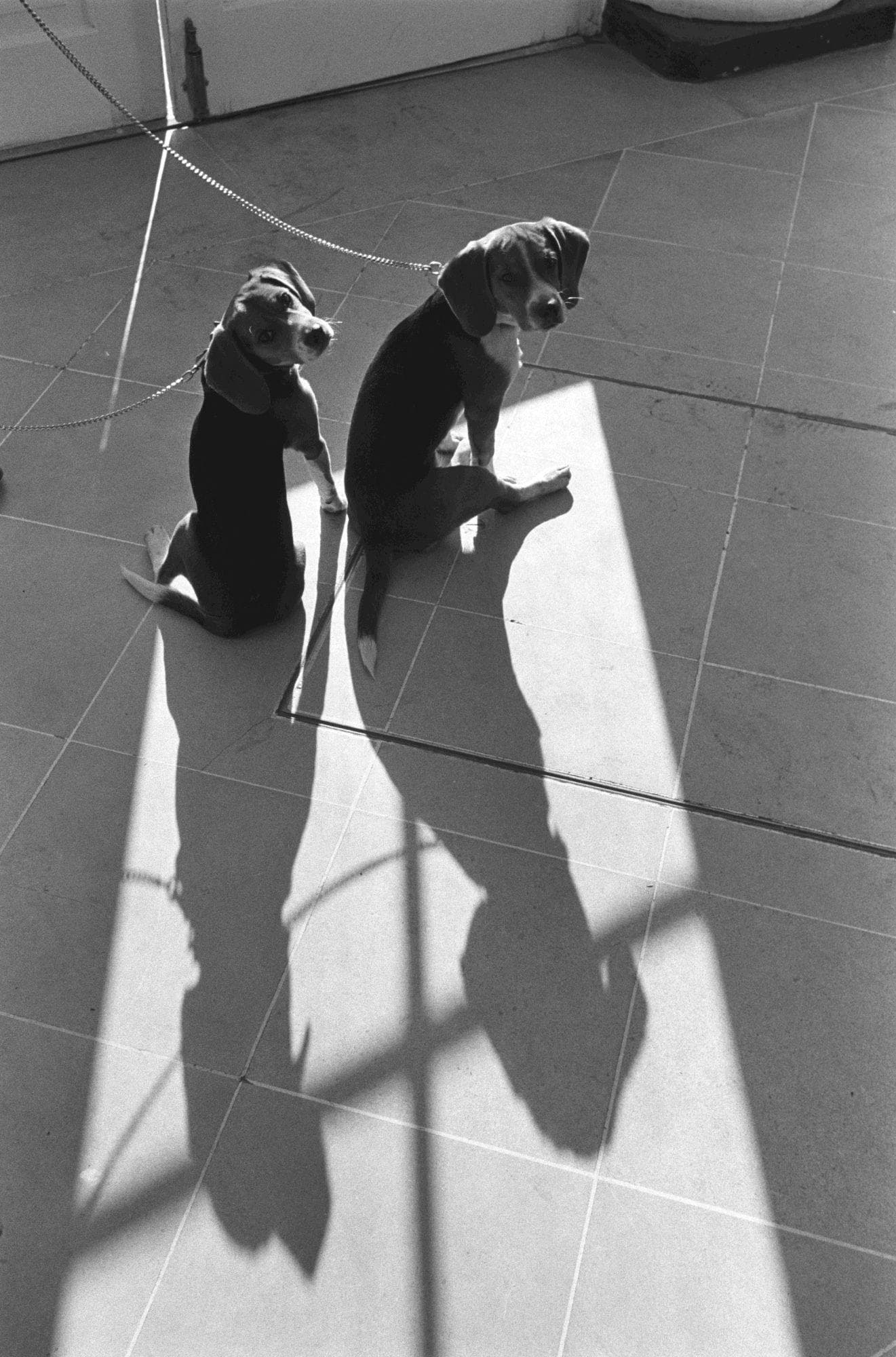 20+ Photos Of Adorable US Presidential Pets