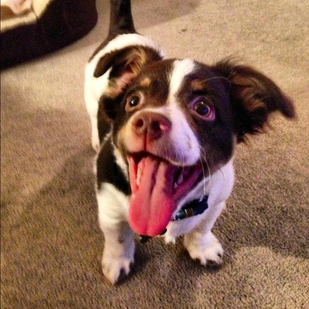 25 Smiling Animals Who Are Loving Life Too Much (Photos)