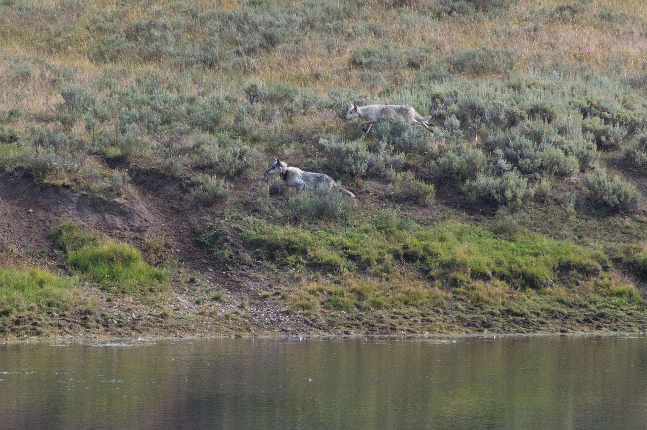 20 Amazing Scientific Facts About Wolves You Might Not Know