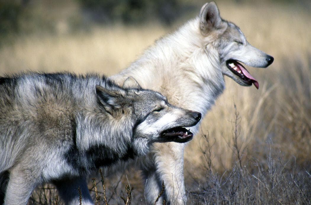 20 Amazing Scientific Facts About Wolves You Might Not Know