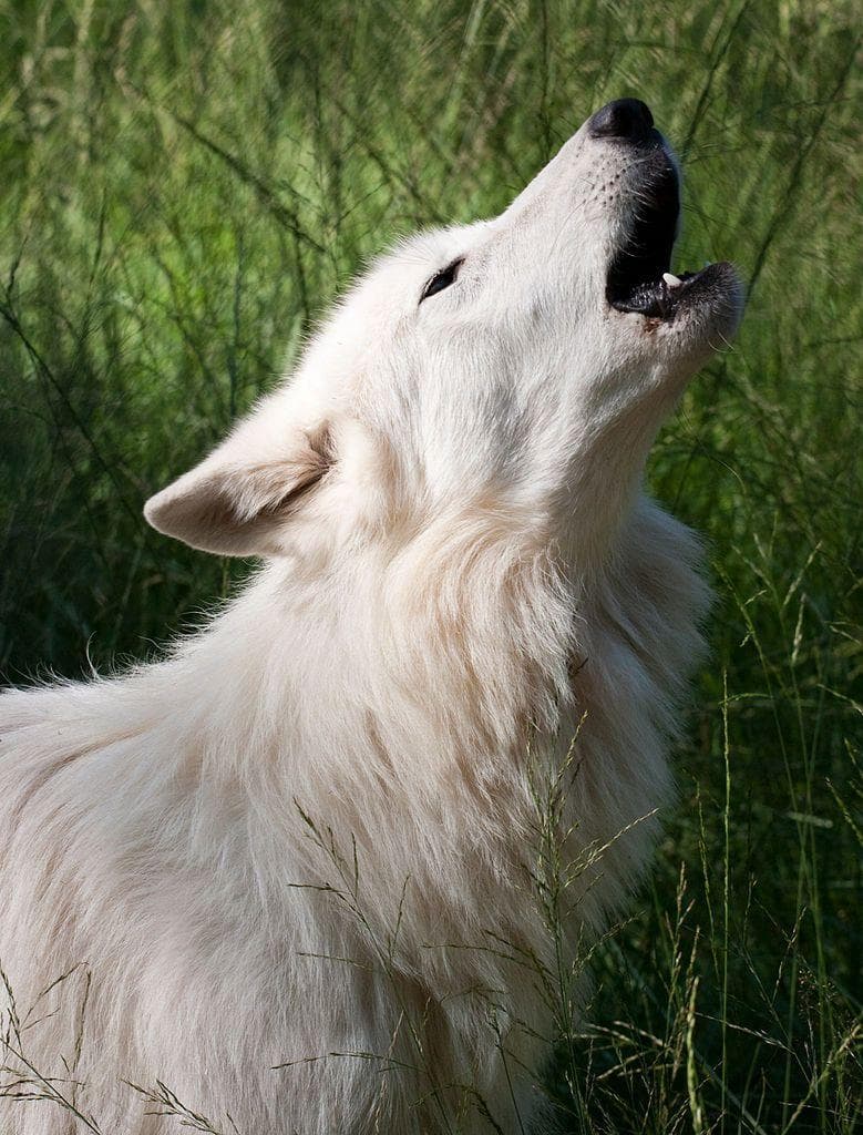 20 Amazing Scientific Facts About Wolves You Might Not Know