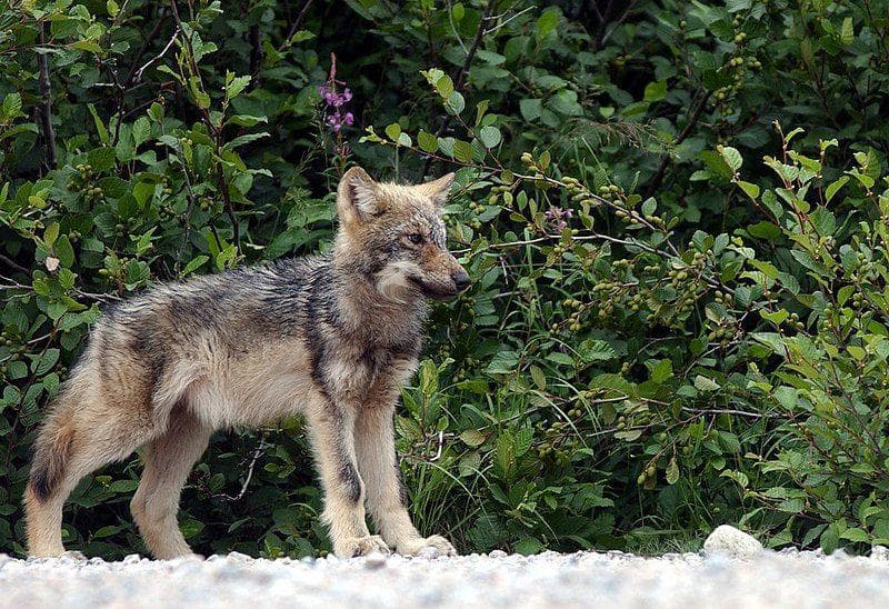 20 Amazing Scientific Facts About Wolves You Might Not Know