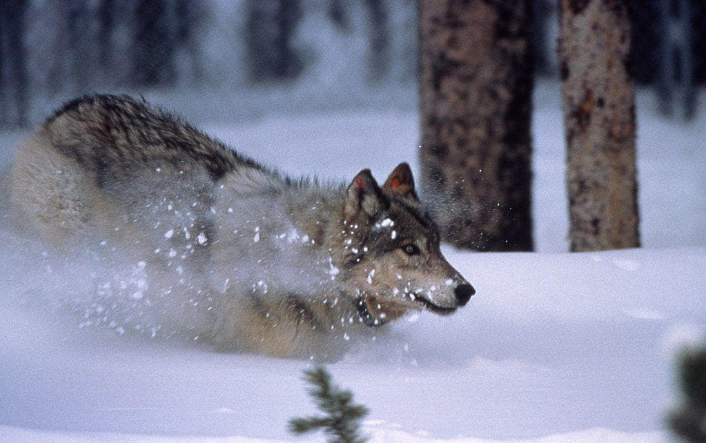 20 Amazing Scientific Facts About Wolves You Might Not Know