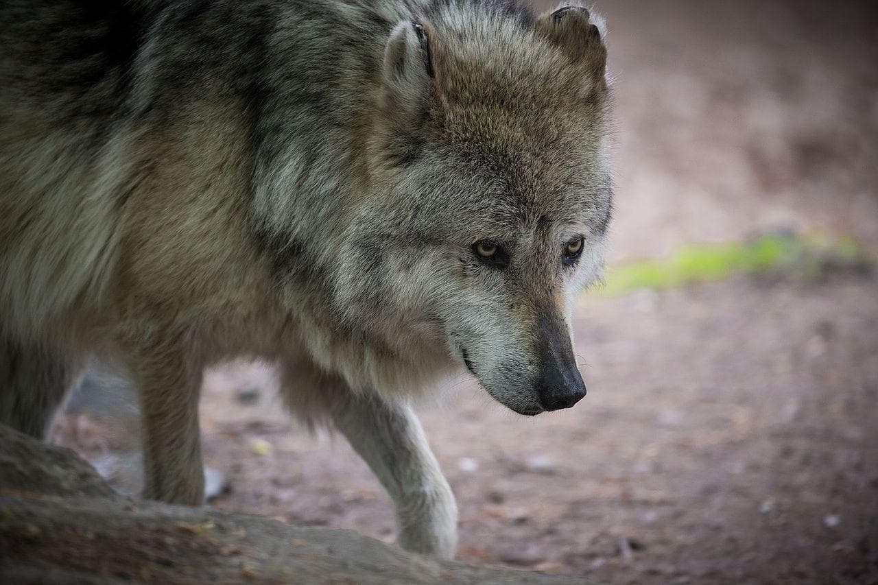 20 Amazing Scientific Facts About Wolves You Might Not Know