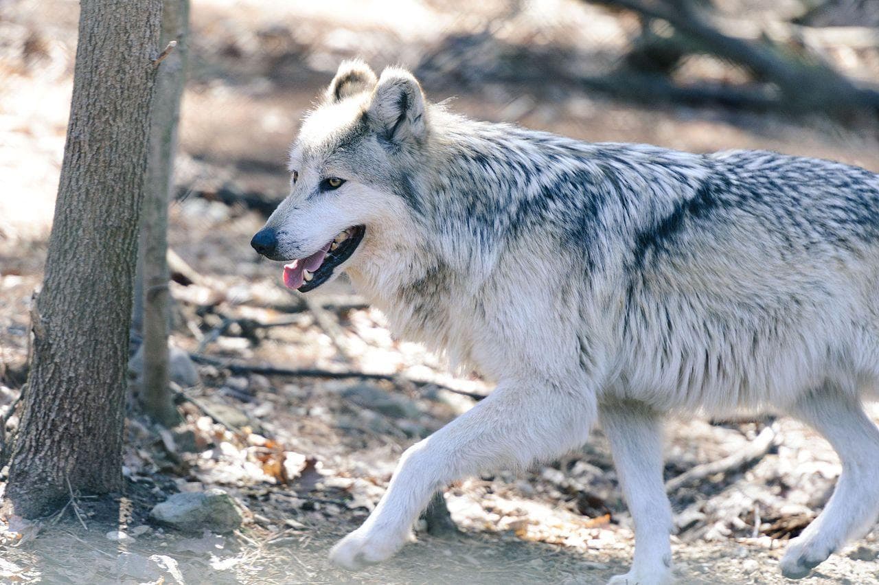 20 Amazing Scientific Facts About Wolves You Might Not Know