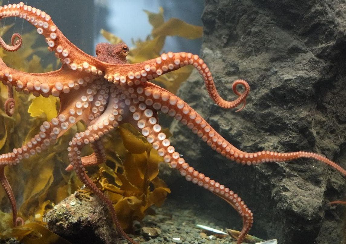 21 Cool Octopus Facts That Are Really Fascinating
