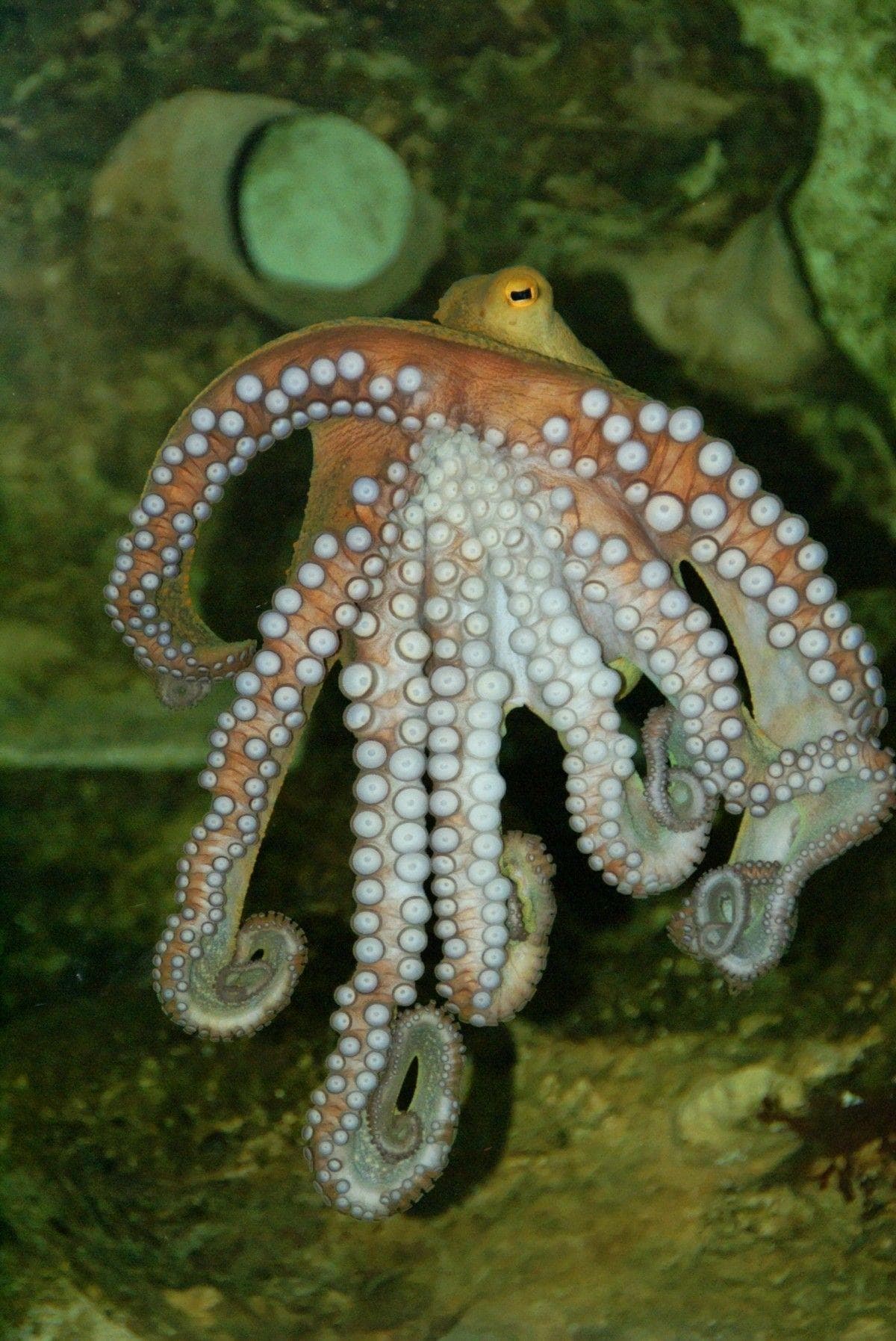 21 Cool Octopus Facts That Are Really Fascinating