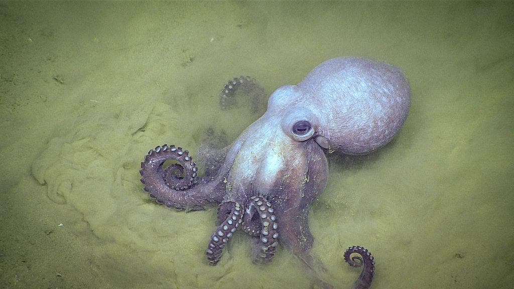 21 Cool Octopus Facts That Are Really Fascinating