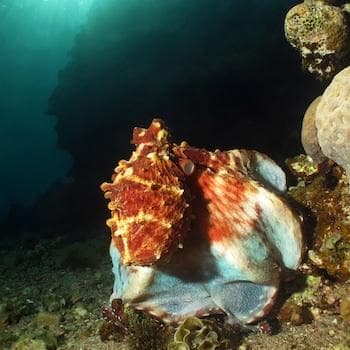 23 Cool Octopus Facts That Are Really Fascinating