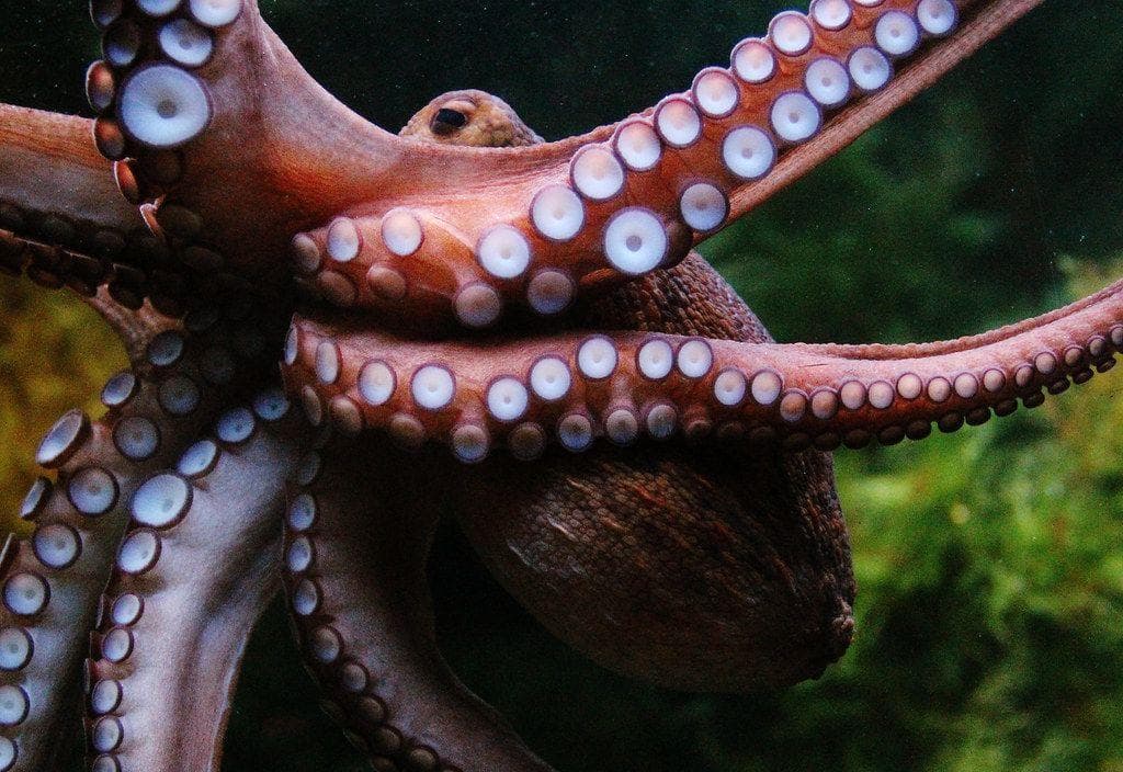 21 Cool Octopus Facts That Are Really Fascinating
