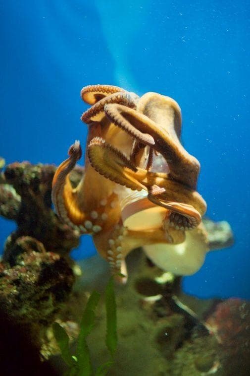 21 Cool Octopus Facts That Are Really Fascinating