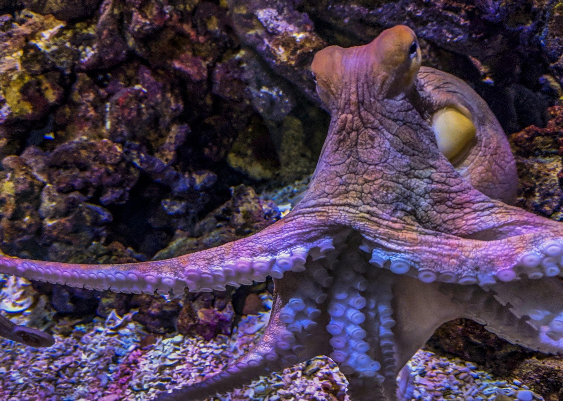 21 Cool Octopus Facts That Are Really Fascinating