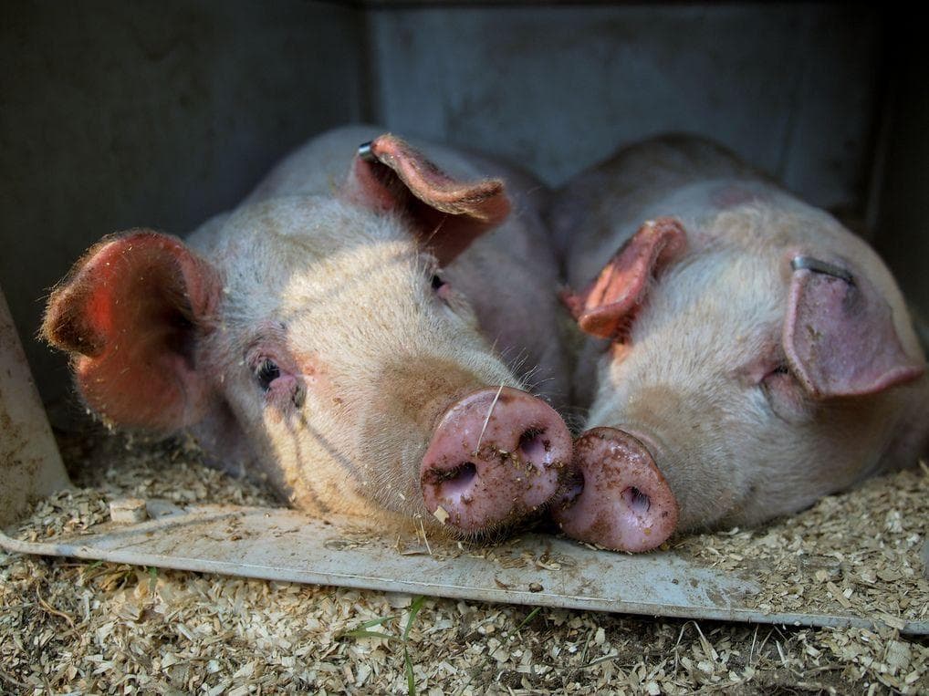 17 Fun Facts You Should Know About Pigs