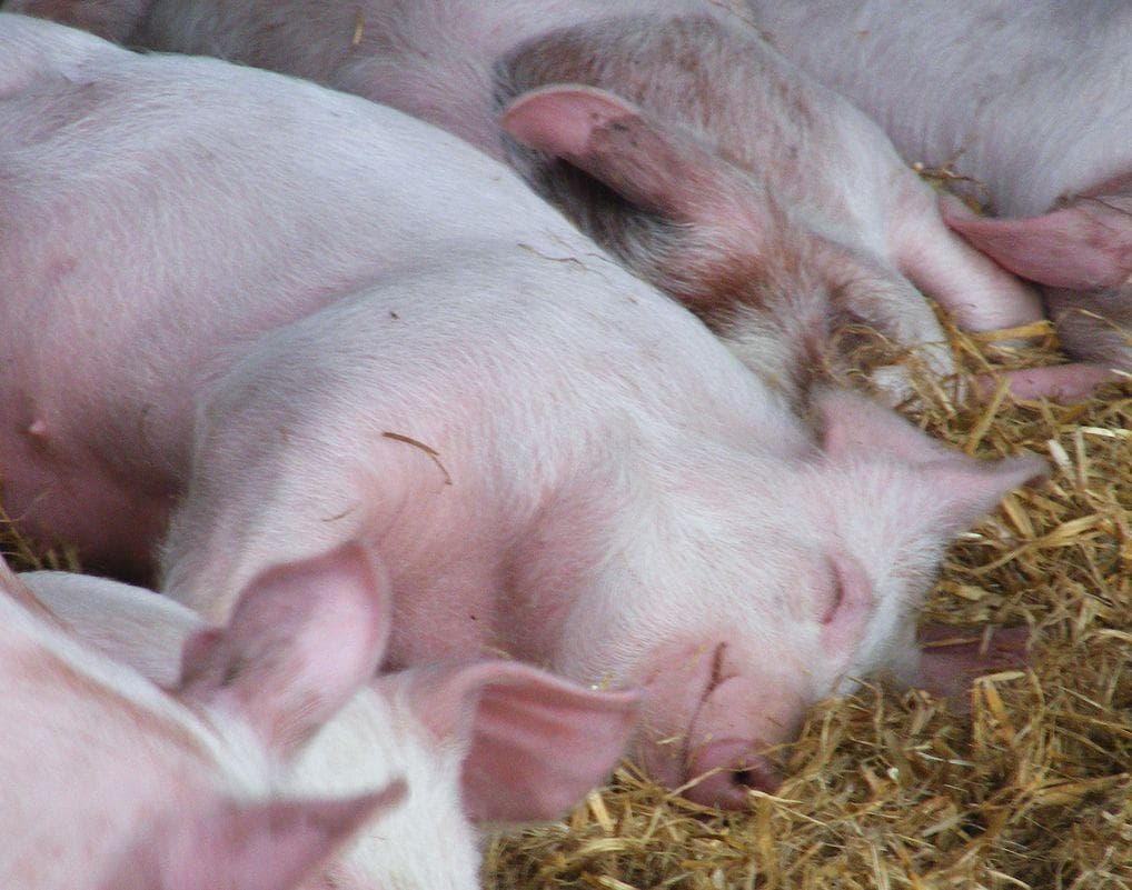17 Fun Facts You Should Know About Pigs